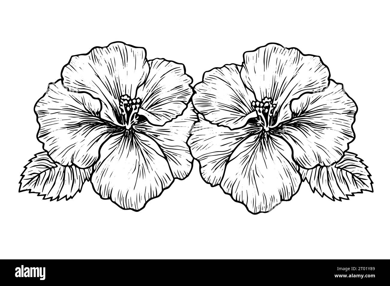 Hibiscus flower hand drawn ink sketch. Engraved style vector ...