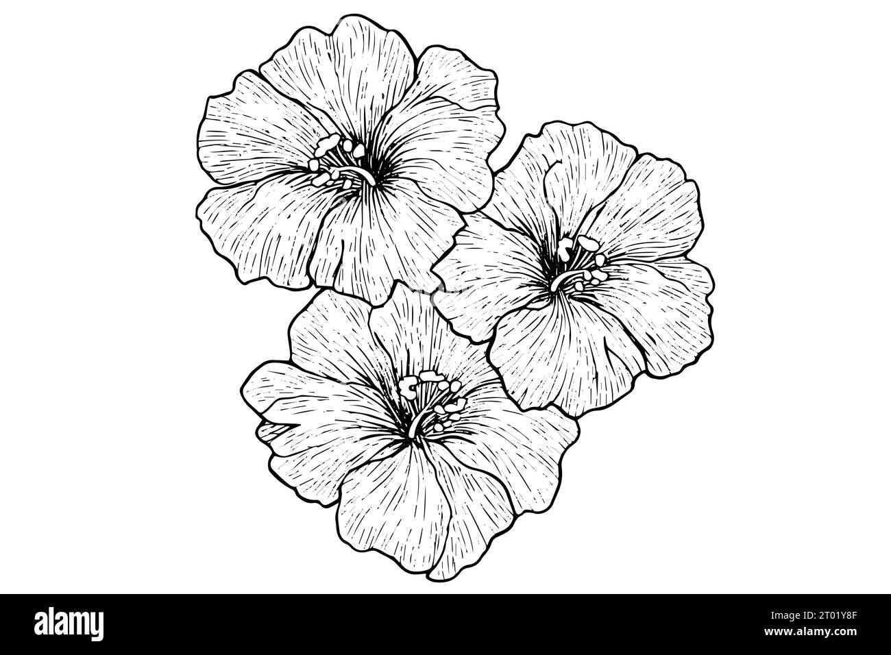 Hibiscus flower hand drawn ink sketch. Engraved style vector ...