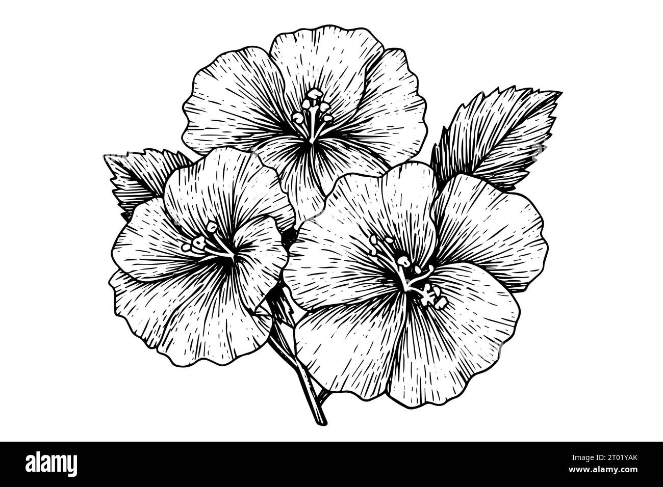 Hibiscus flower hand drawn ink sketch. Engraved style vector ...