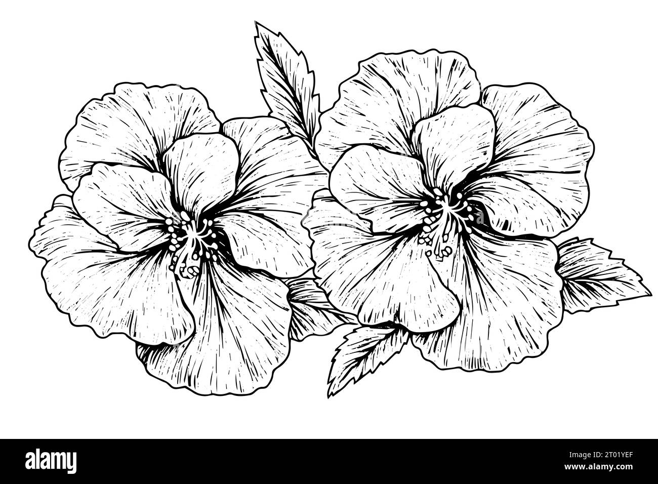 Hibiscus flower hand drawn ink sketch. Engraved style vector ...