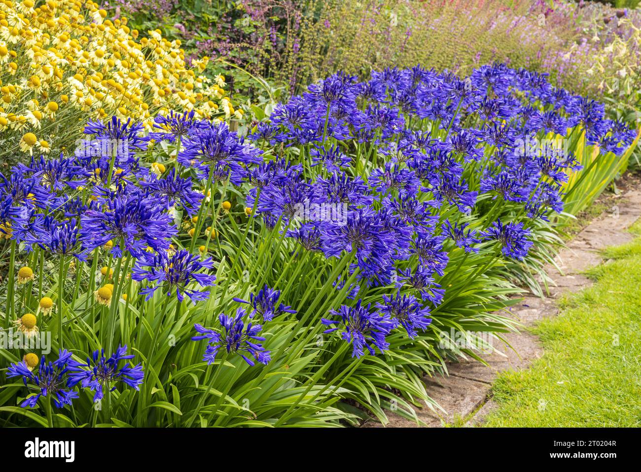 Deep blue agapanthus growing in a gardens' herbaceous border Stock ...