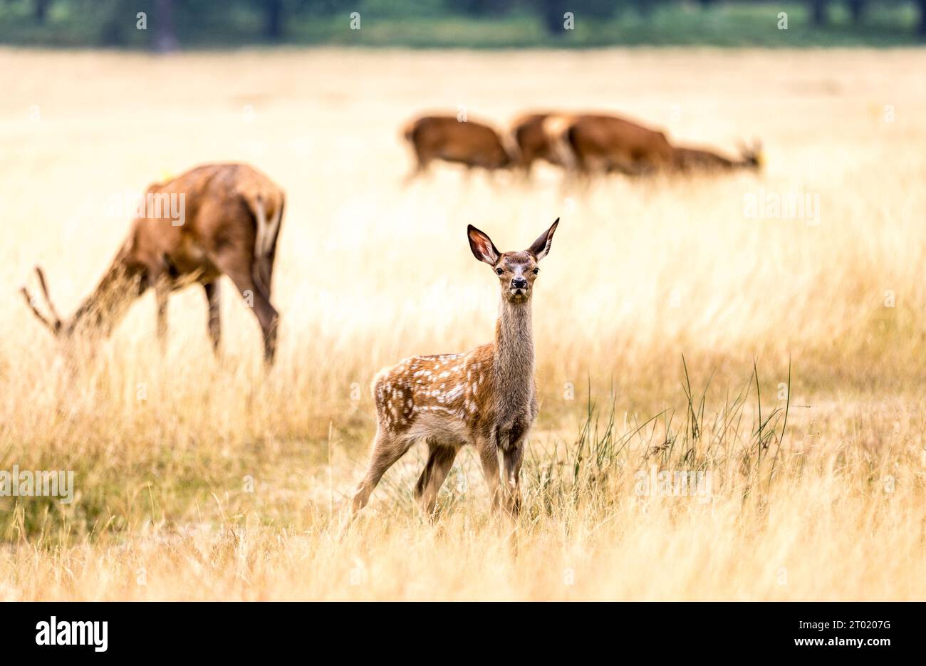 Heard of Deer in Richmond Park in London Stock Photo - Alamy
