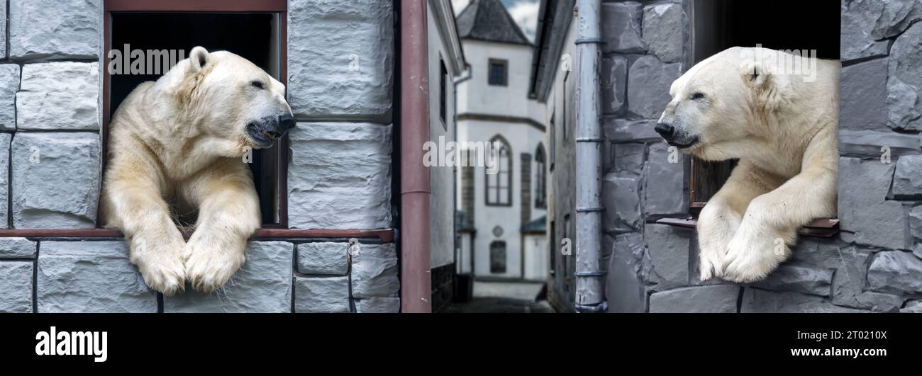Two polar bears are watching from the windows of houses next to each ...