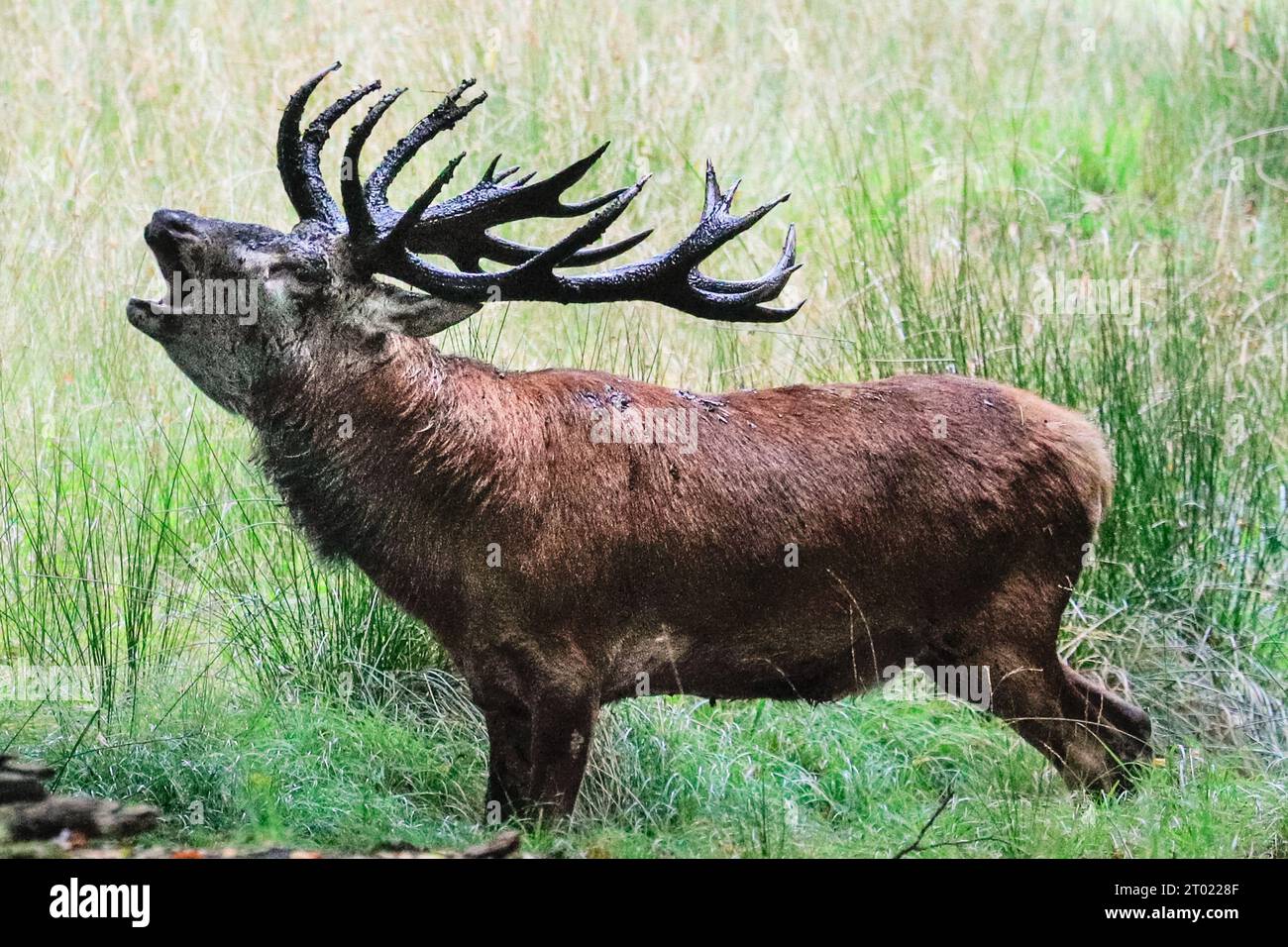 Dülmen, Germany. 03rd Oct, 2023. A large, mature red deer stag (Cervus ...