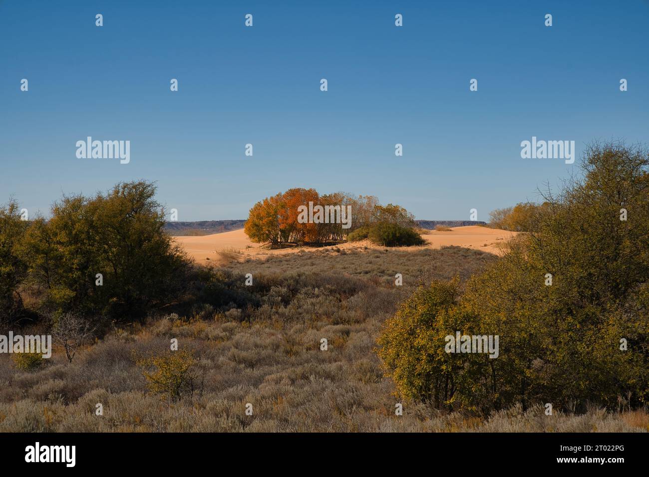 Little sahara state park hi-res stock photography and images - Alamy