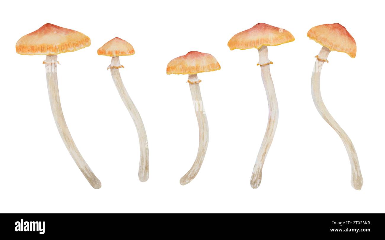 Watercolor hand drawn illustration of poisonous mushroom. Galerina ...