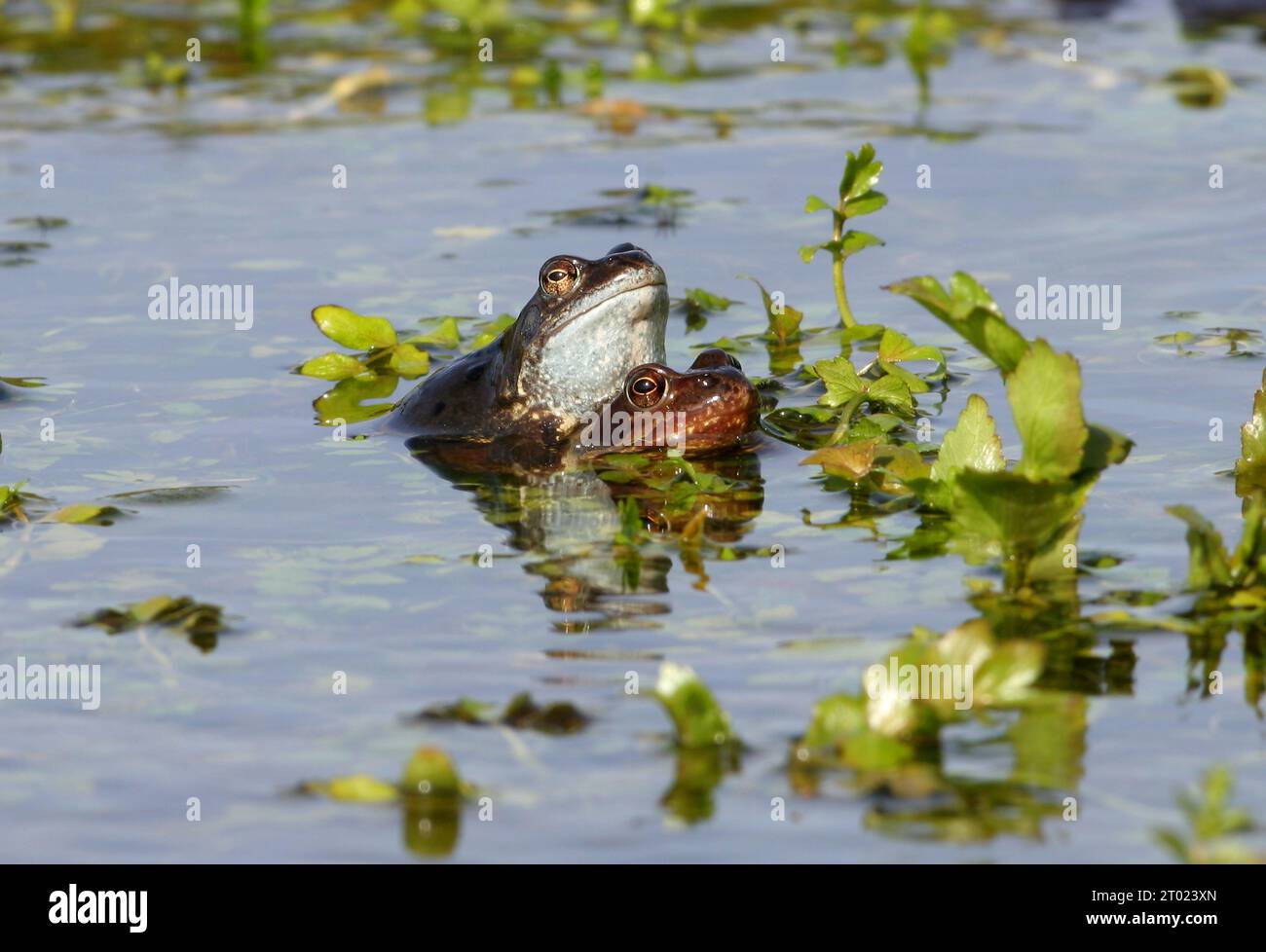 Common Frog (Rana temporaria) pair mating in pond Eccles-on-Sea ...