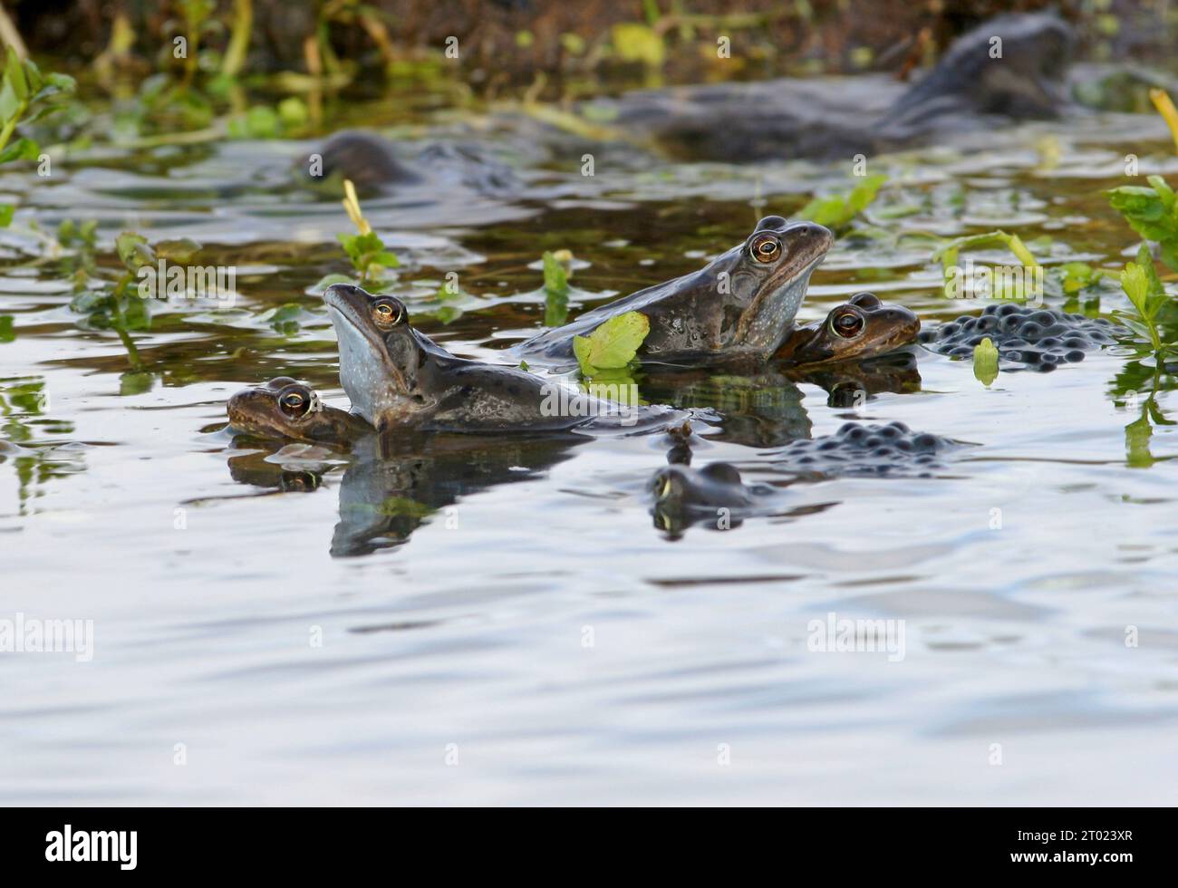 Common Frog (Rana temporaria) pairs mating in pond Eccles-on-Sea ...
