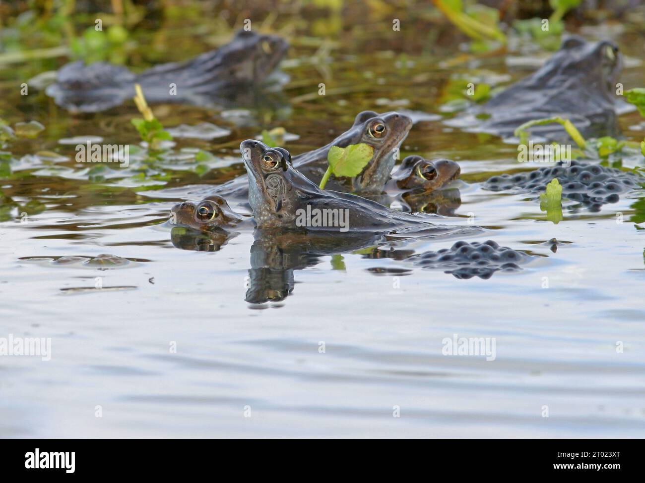 Common Frog (Rana temporaria) pairs mating in pond Eccles-on-Sea ...