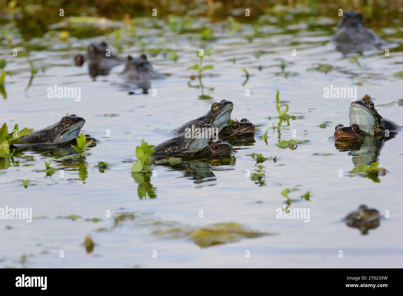 Common Frog (Rana temporaria) pairs mating in pond Eccles-on-Sea ...