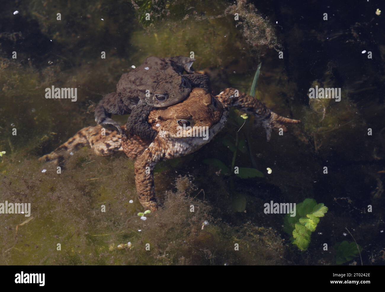 Toad pond spring amphibian norfolk hi-res stock photography and images ...