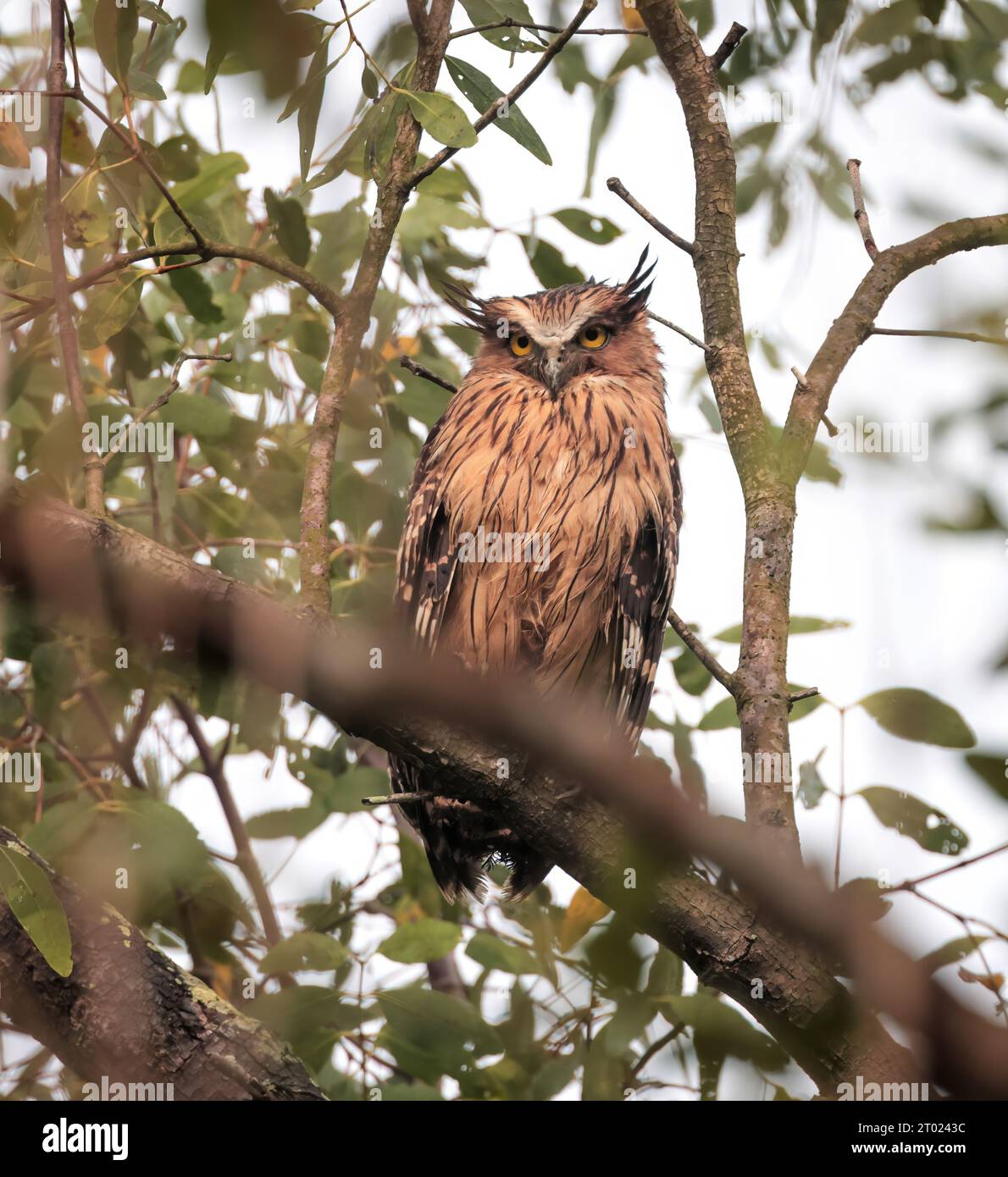 The buffy fish owl, also known as the Malay fish owl, is a fish owl in ...