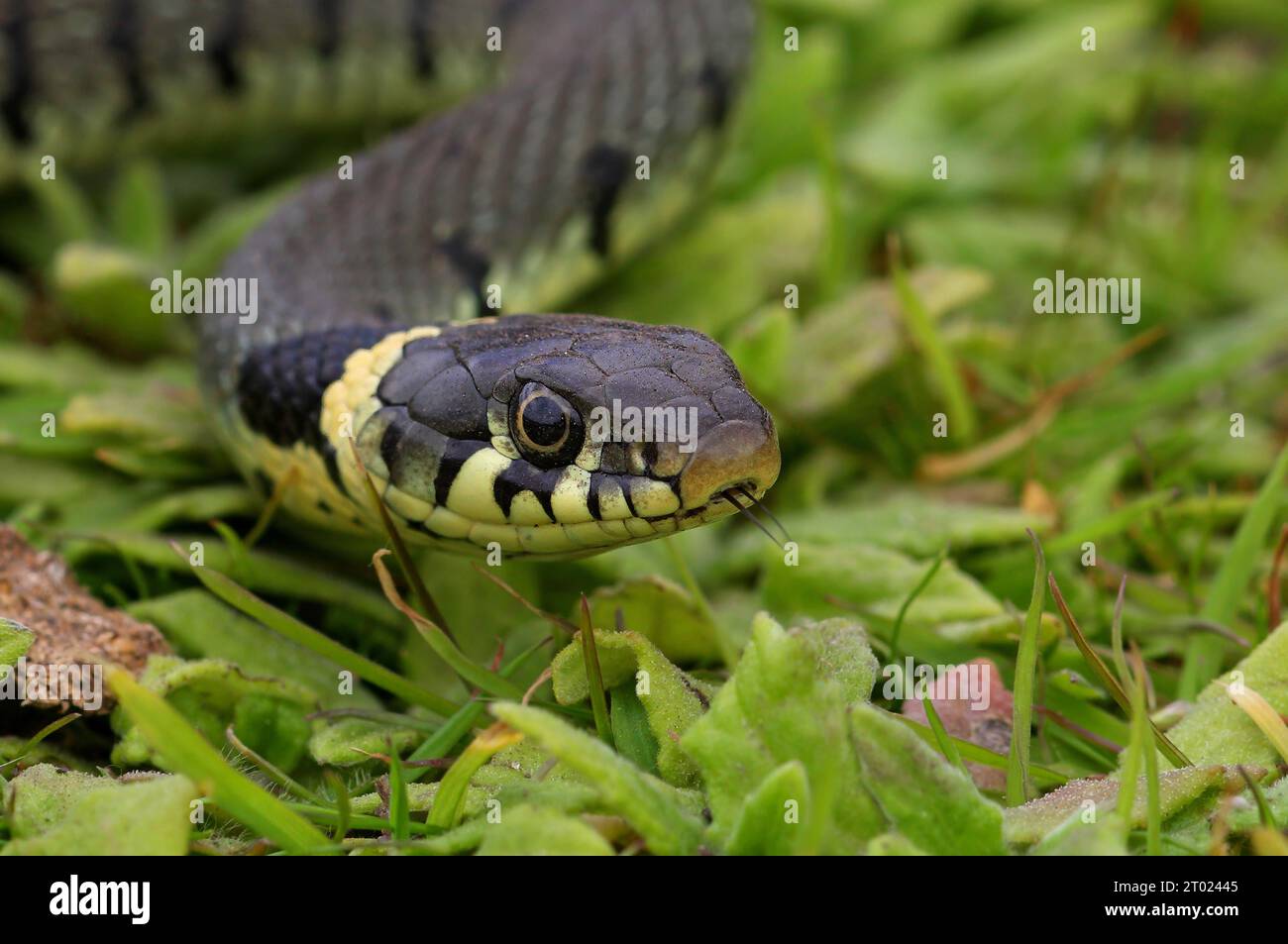 Grass Snake (Natrix natrix) close up of adult Eccles-on-Sea, Norfolk ...