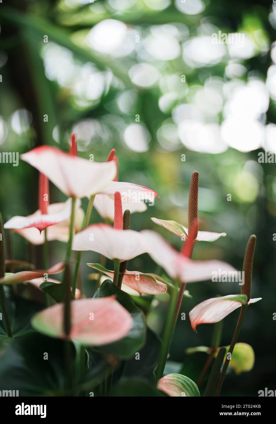 Anthurium - Pink Princess Amalia Elegans Stock Photo - Alamy