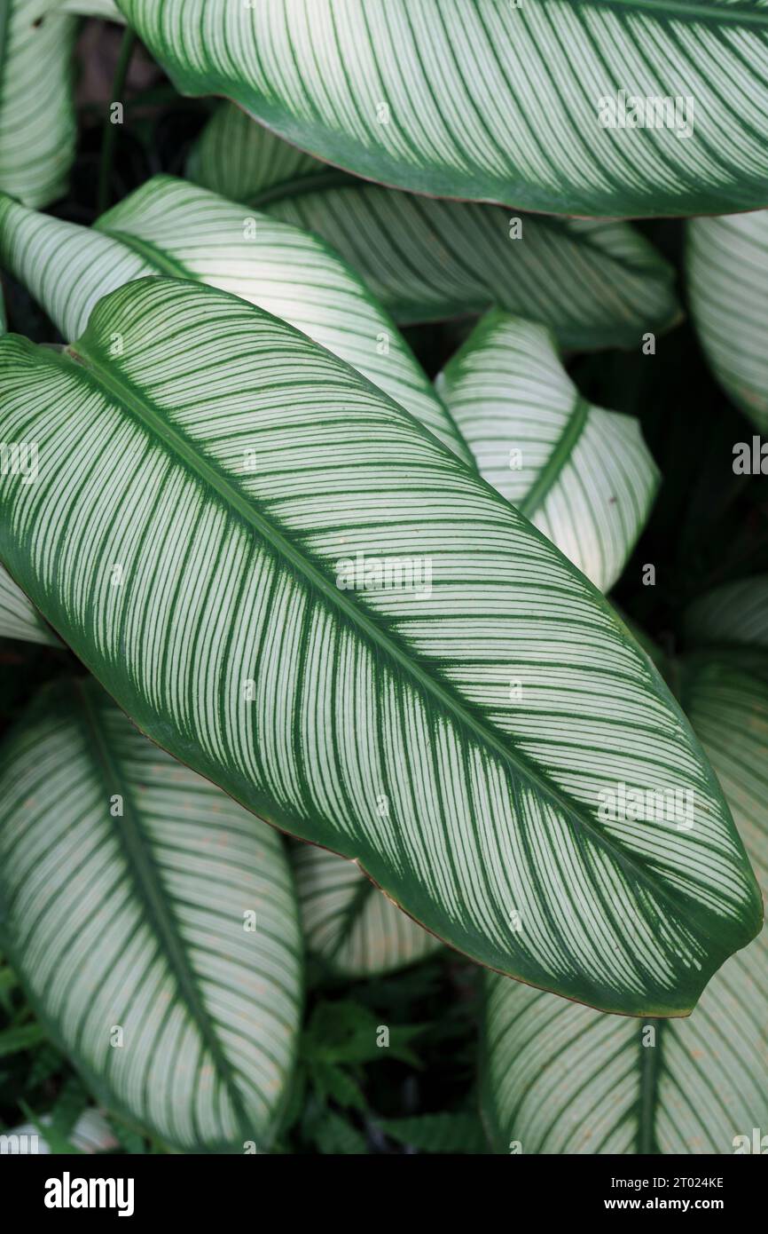 Star of leaves texture hi-res stock photography and images - Alamy