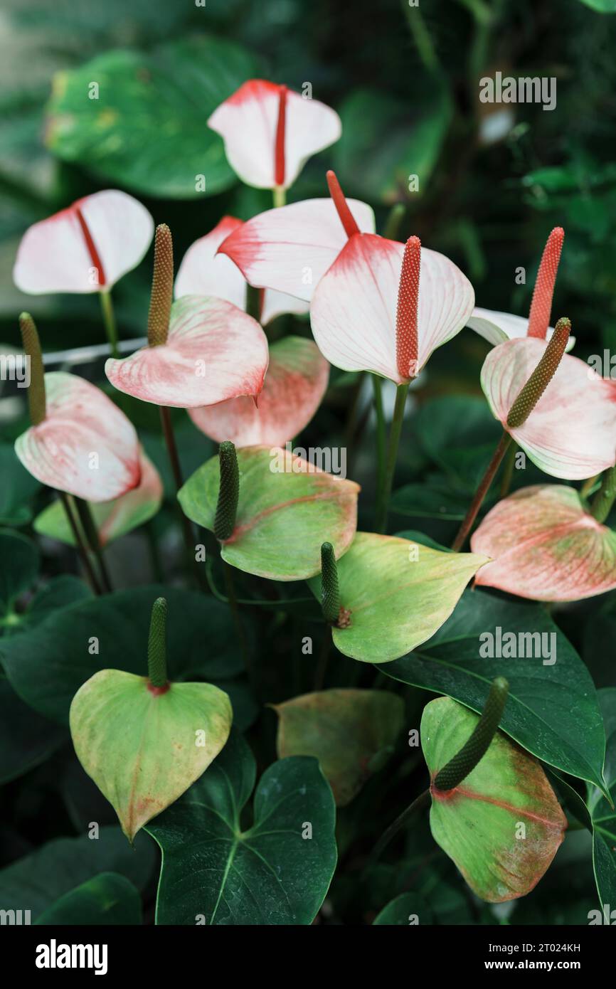 Anthurium - Pink Princess Amalia Elegans Stock Photo - Alamy