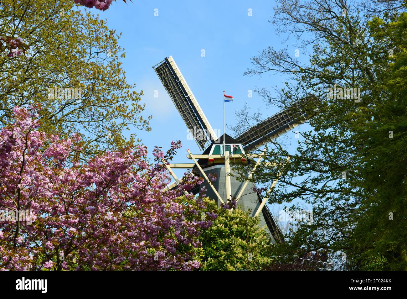 colorful tree and windmill in the Netherlands Stock Photo - Alamy