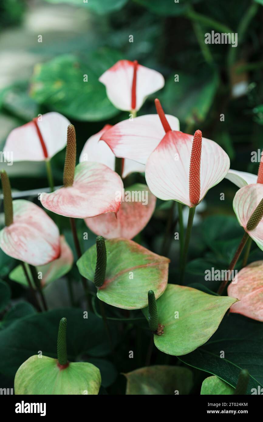 Anthurium - Pink Princess Amalia Elegans Stock Photo - Alamy