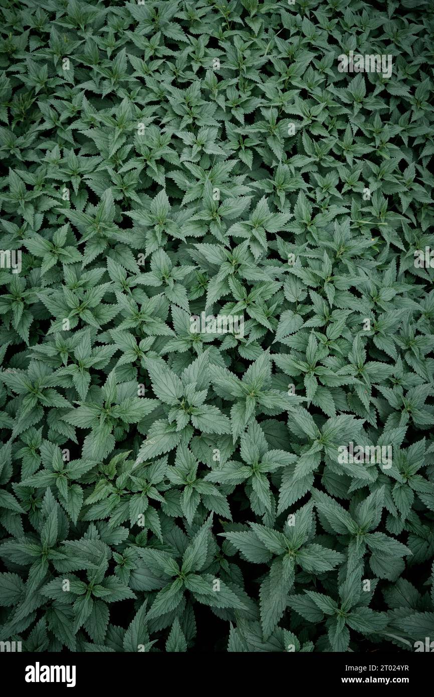 A group of common stinging nettles Stock Photo - Alamy
