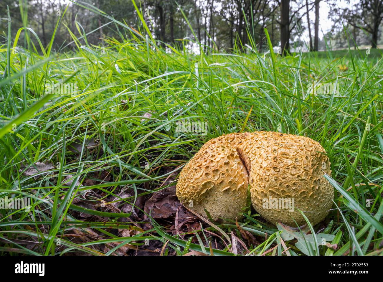 Common earthball / pigskin poison puffball / common earth ball ...