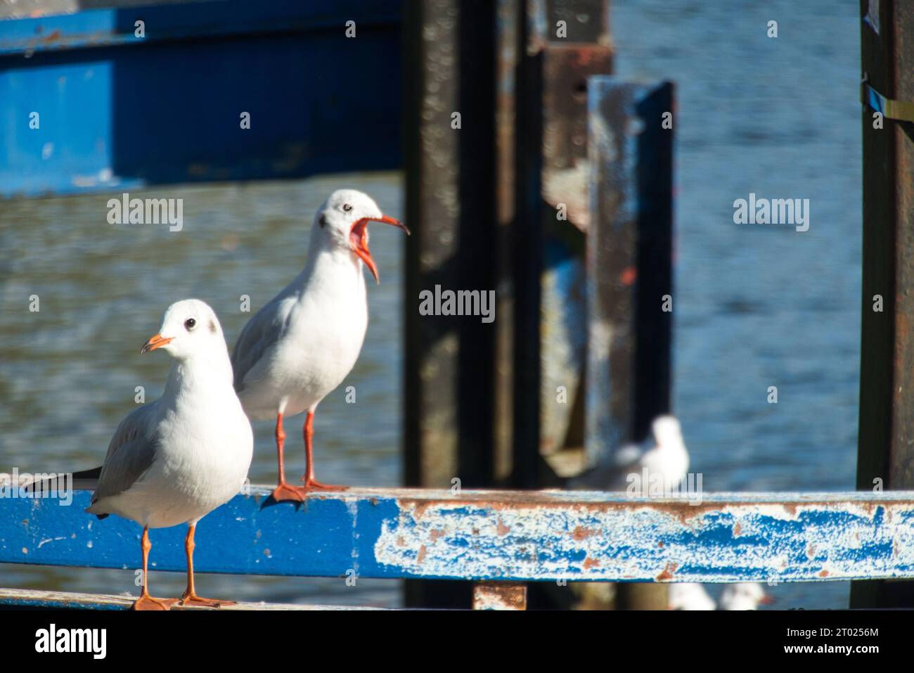 seagulls in Meppen, Germany Stock Photo - Alamy