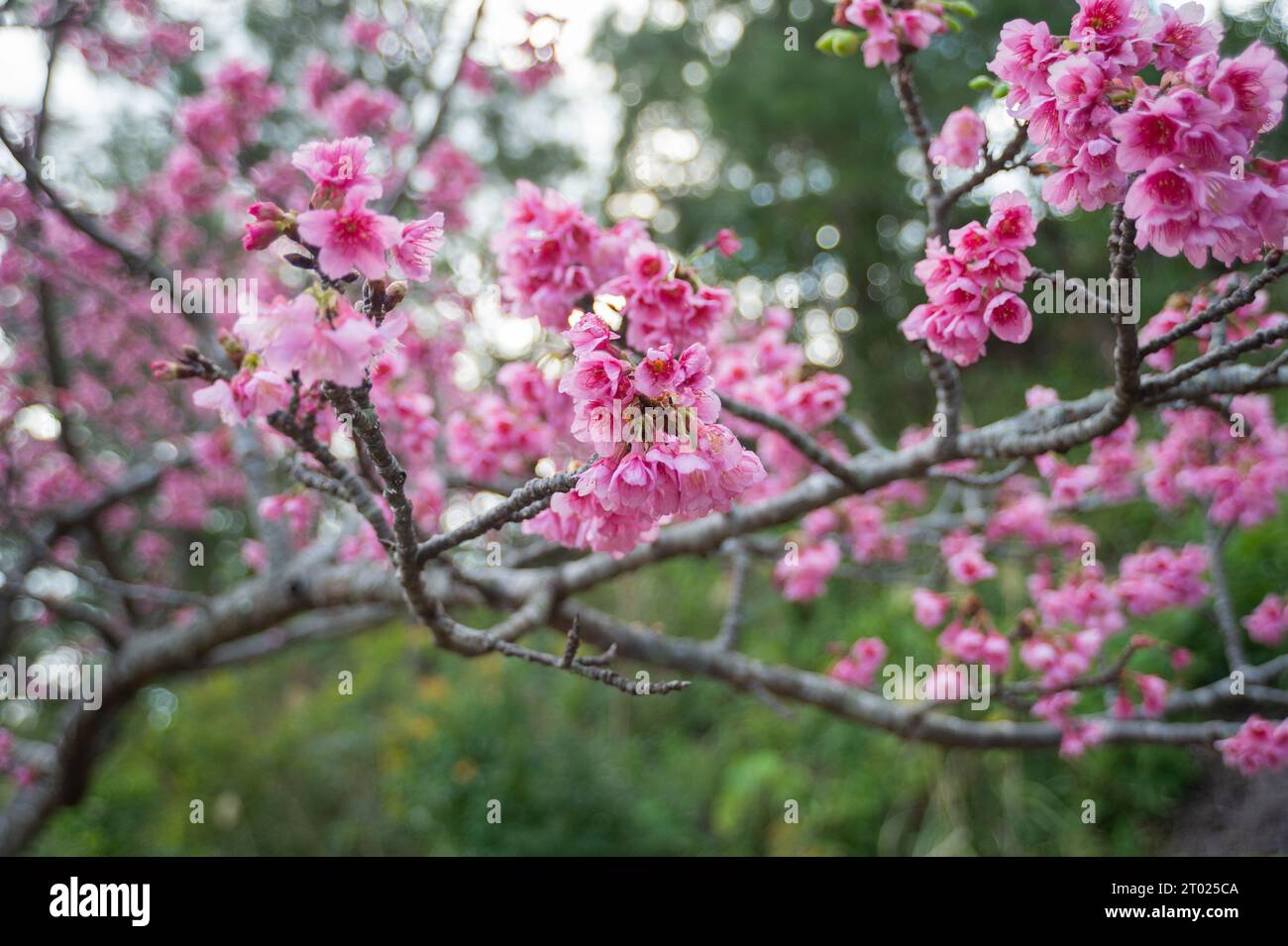 The tender beauty of pink cherry blossoms up close, embodying the ...