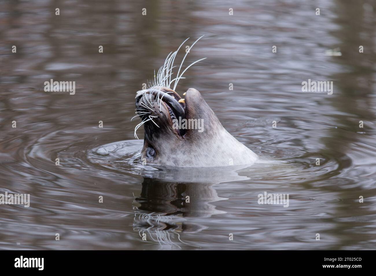 harbor seal swimming in the water eats a hunted fish Stock Photo - Alamy