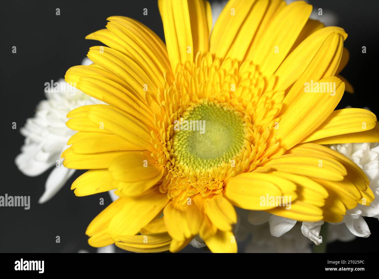 Large yellow gerbera flower on black background Stock Photo - Alamy