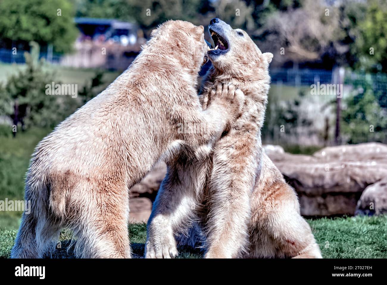 Two polar bears engaging in playful behavior in a grassy field Stock ...