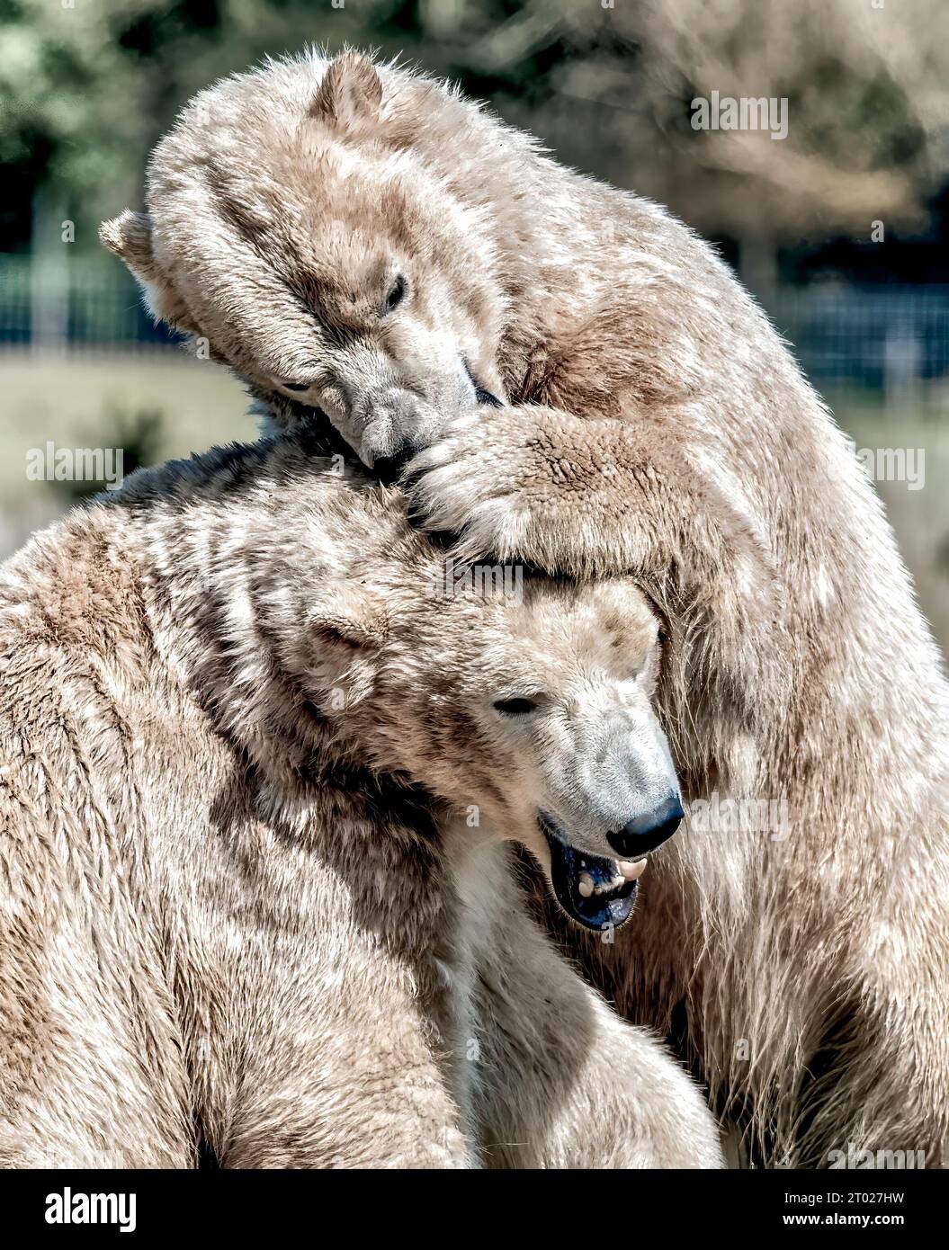 Two magnificent polar bears stand side-by-side in a zoo enclosure Stock ...