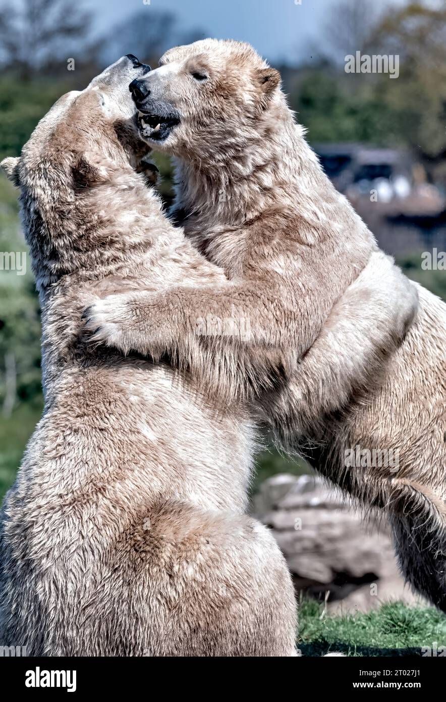 Two brown bears in an outdoor setting interacting with each other in a ...