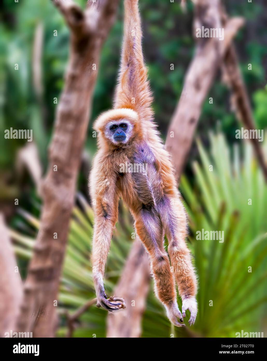 Gibbon silhouette hi-res stock photography and images - Alamy