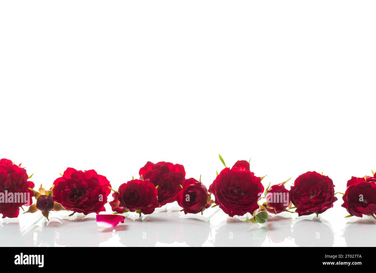 bouquet of red small roses, isolated on white background Stock Photo ...
