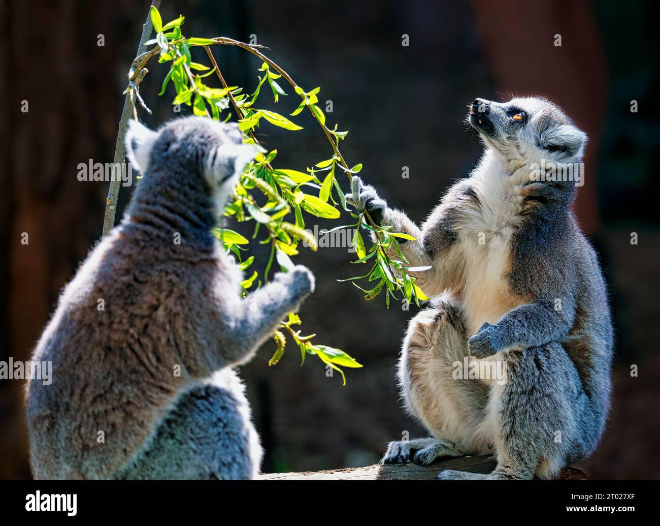 Two ring-tailed lemurs sitting together on a natural surface looking ...