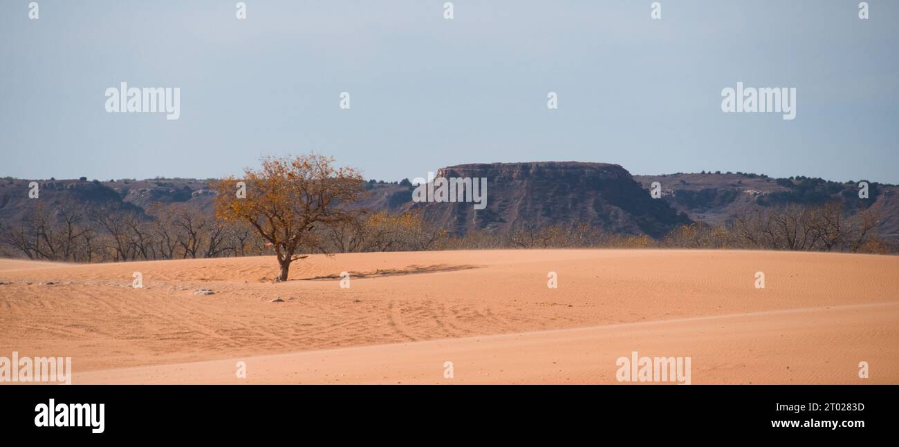 Tree in Little Sahara State Park in Waynoka, OK Stock Photo - Alamy