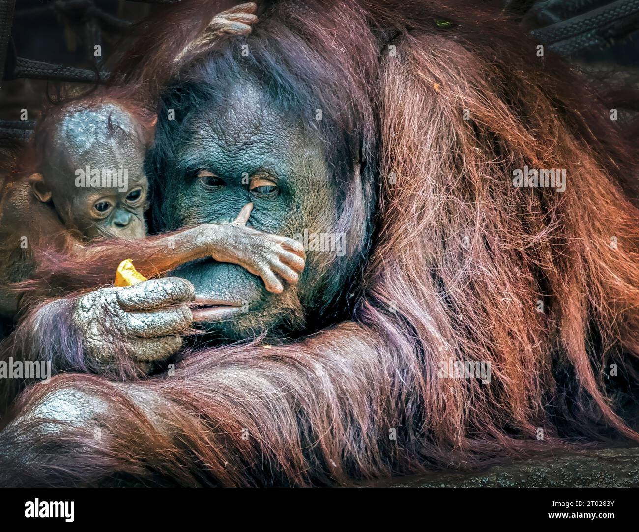 A family of orangutans in their natural habitat, with a large adult ...