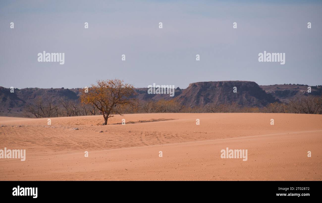 Tree in Little Sahara State Park in Waynoka, OK Stock Photo - Alamy