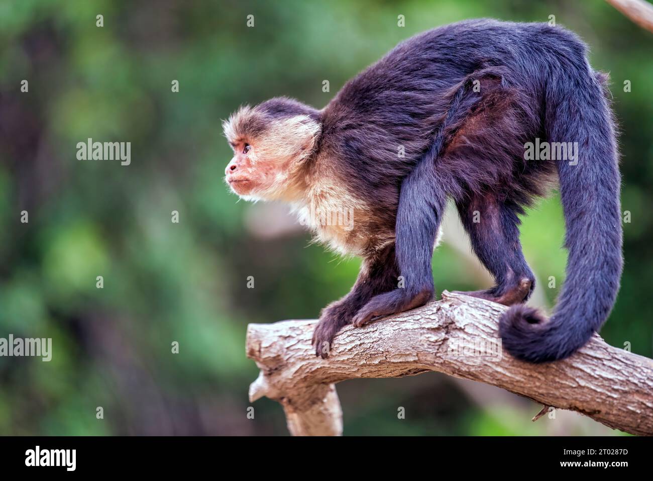 A close-up shot of a brown and white monkey perched on a tree branch ...