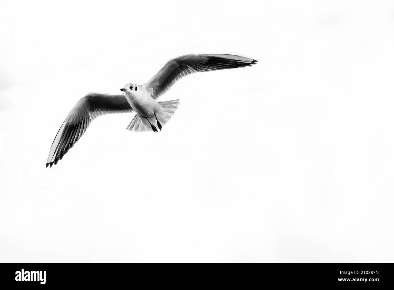 A white seagull flying in front of a cloudy sky, with its wings ...