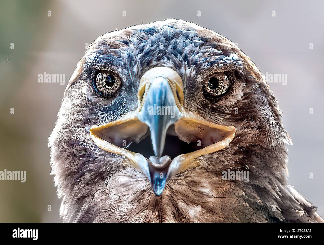 A close-up shot of a Golden eagle with its beak open, revealing sharp ...