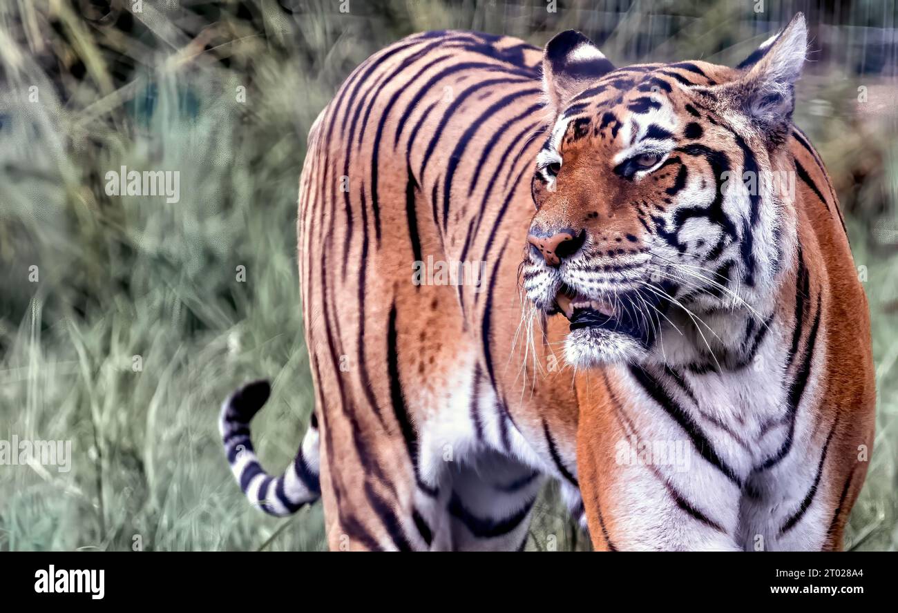 A majestic Bengal Tiger is standing on an expansive grassy field ...