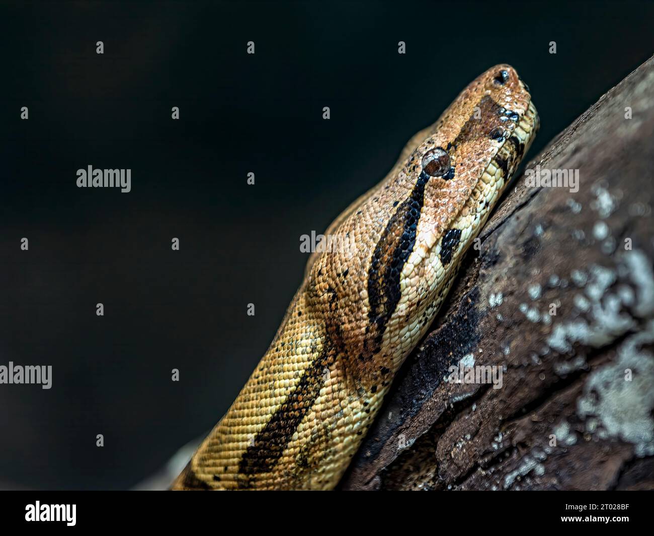 A close-up of a snake head and neck is featured, with the reptile ...