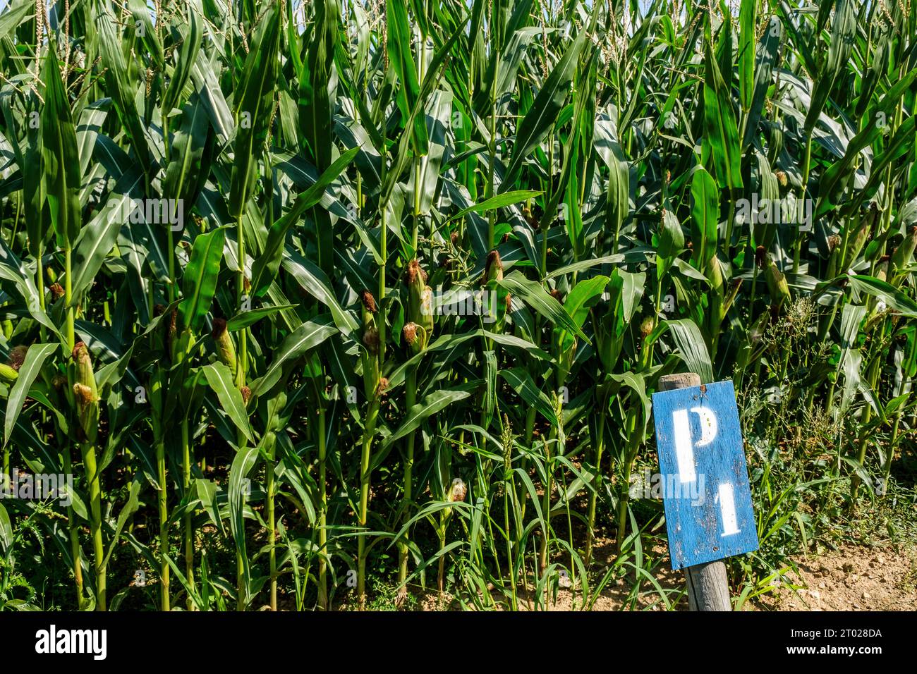 Corn field with a plot signpost | Champ de mais avec un panneau ...