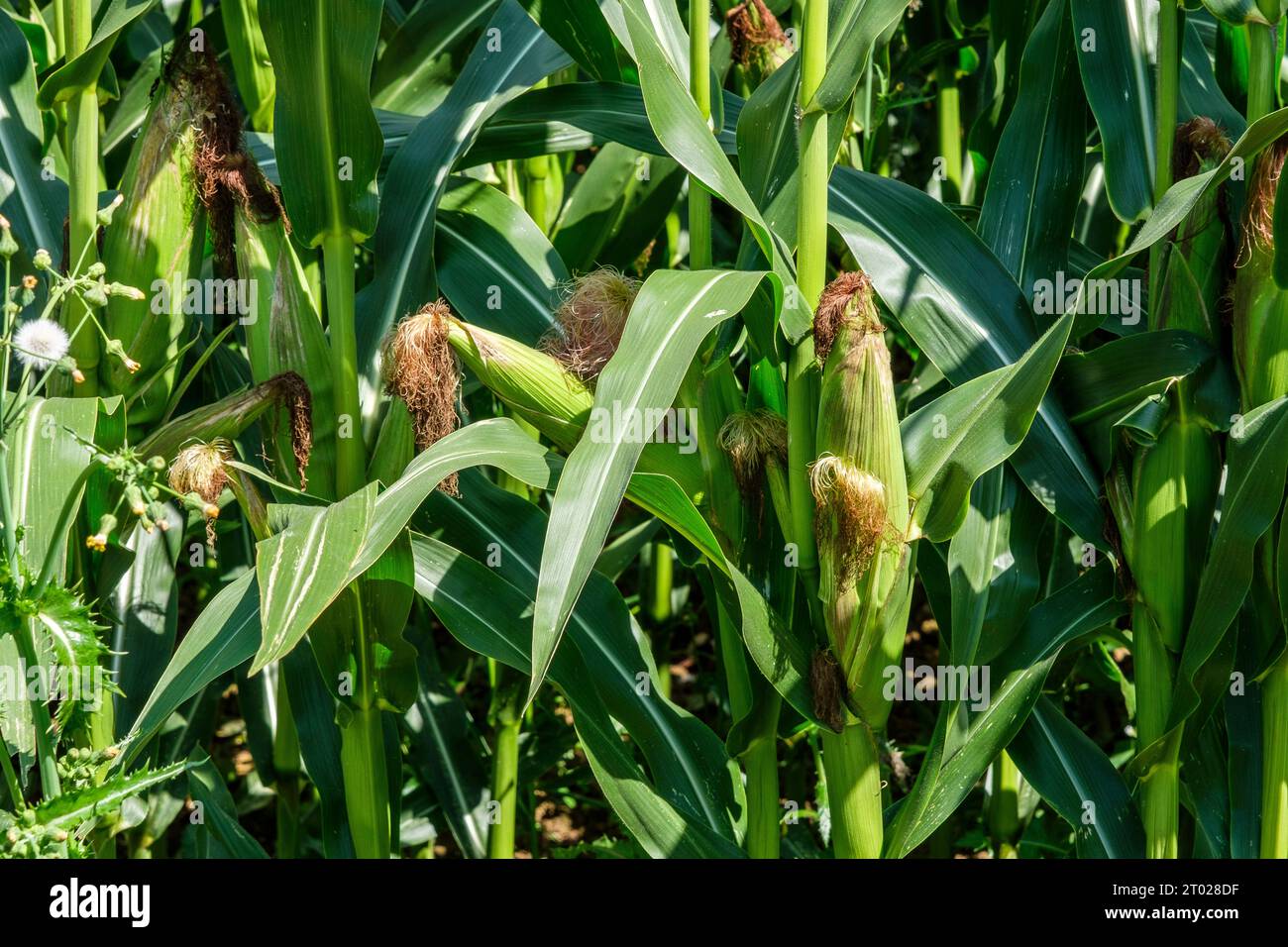 Corn field with a plot signpost | Champ de mais avec un panneau ...