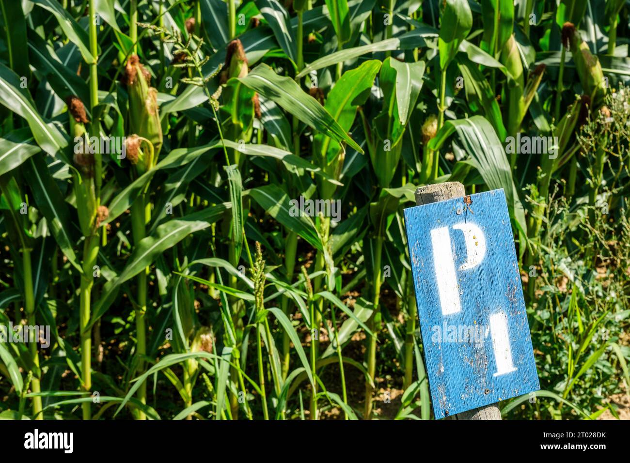 Corn field with a plot signpost | Champ de mais avec un panneau ...