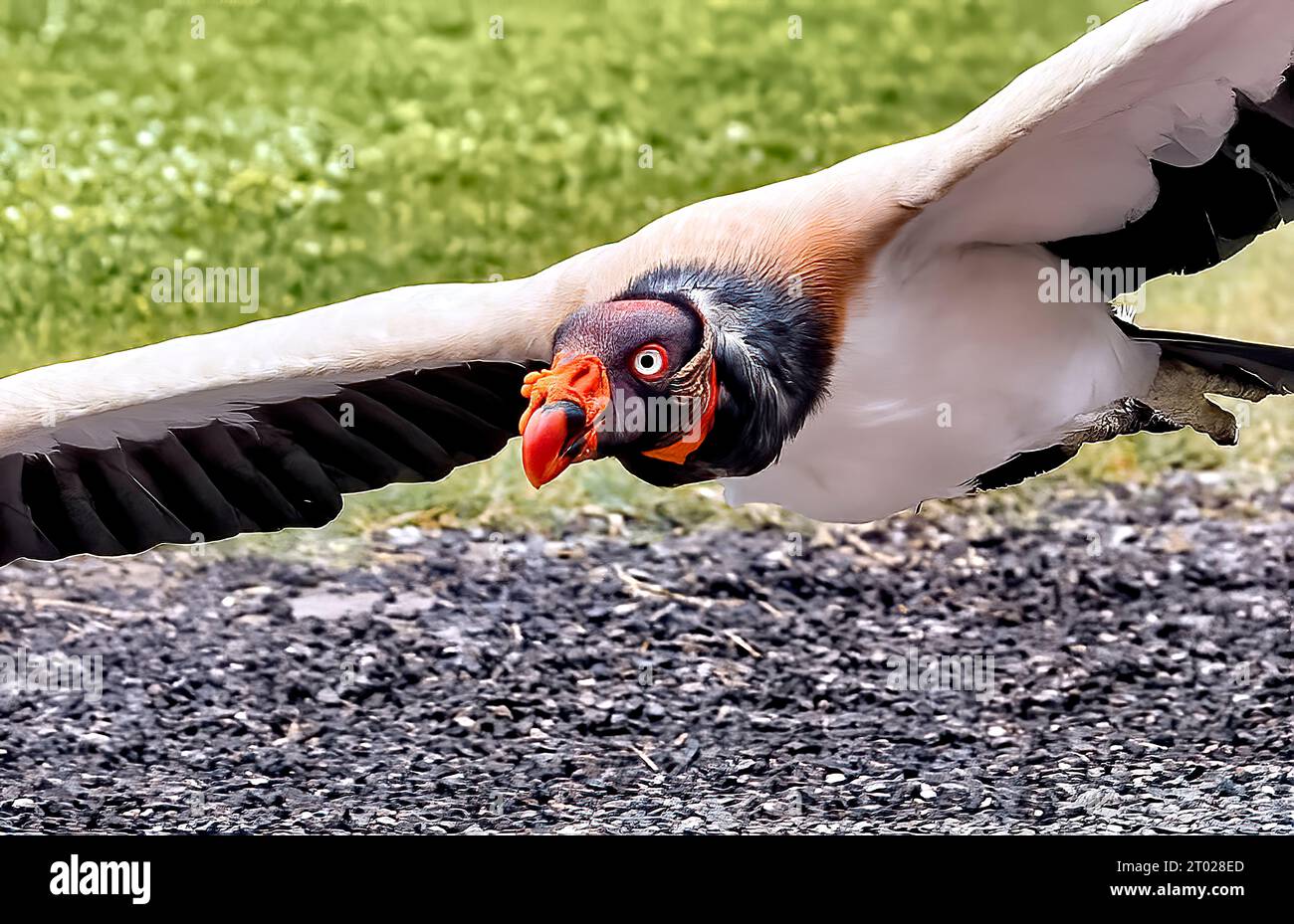 A close-up of a vulture taking flight, its wings spread wide as it ...