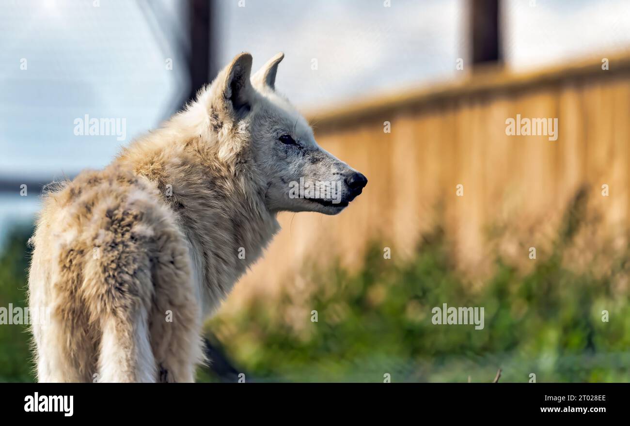 A grey wolf is perched on rocky terrain near a wooden fence, looking ...