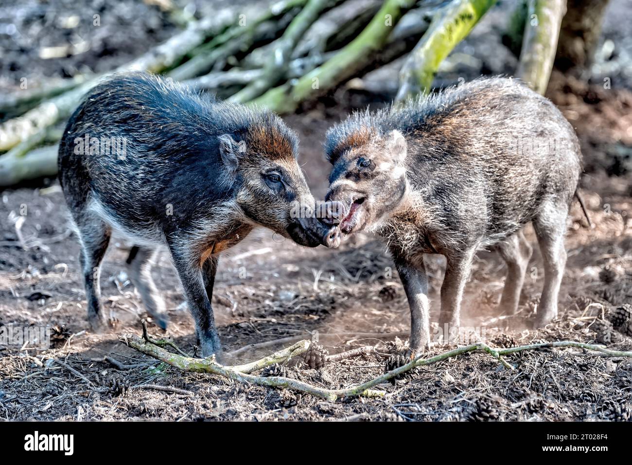 Two juvenile wild boars standing side by side in a grassy meadow Stock ...