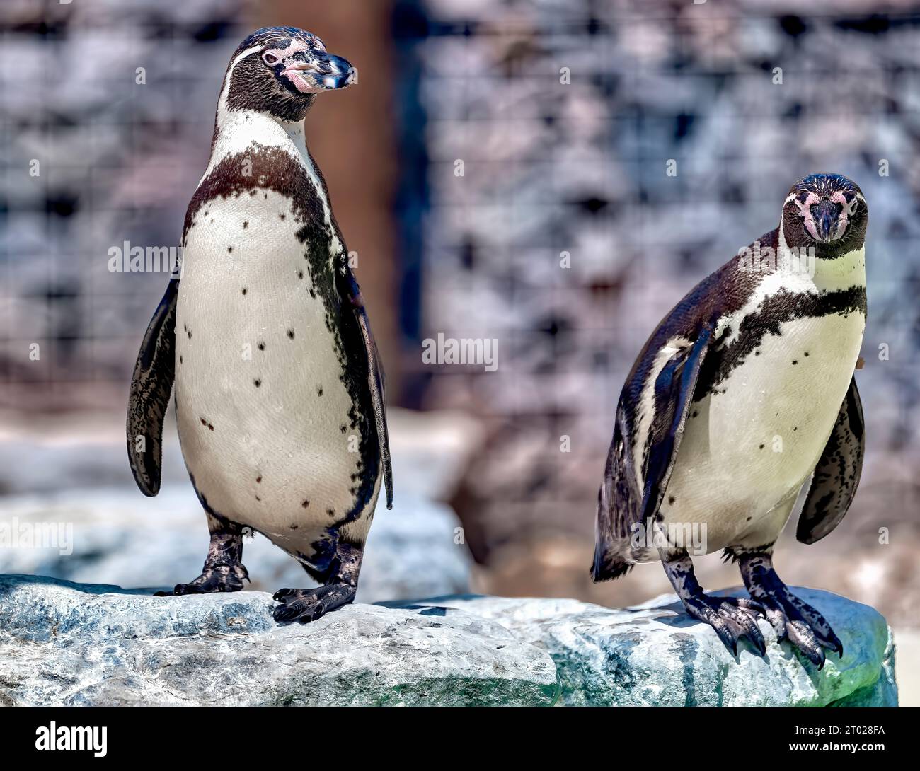 Two Adelie Penguins stand atop a rocky outcrop surrounded by a fenced ...