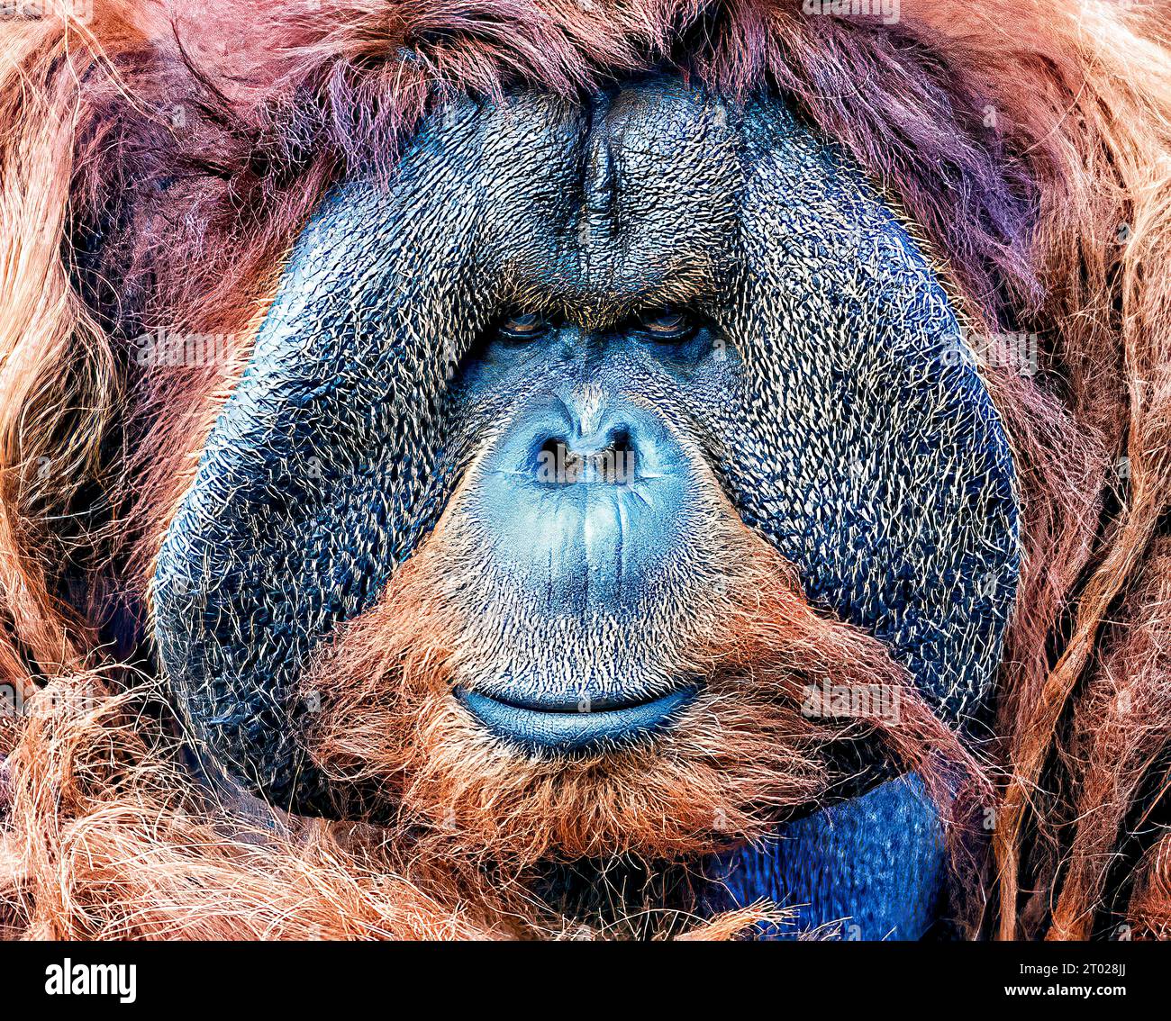 A close-up shot of an orange-furred orangutan with long, wispy hair ...